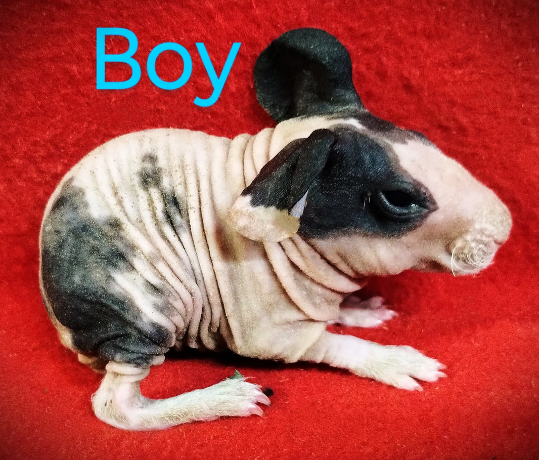 Skinny Guinea Pigs – Happy Rock Pets