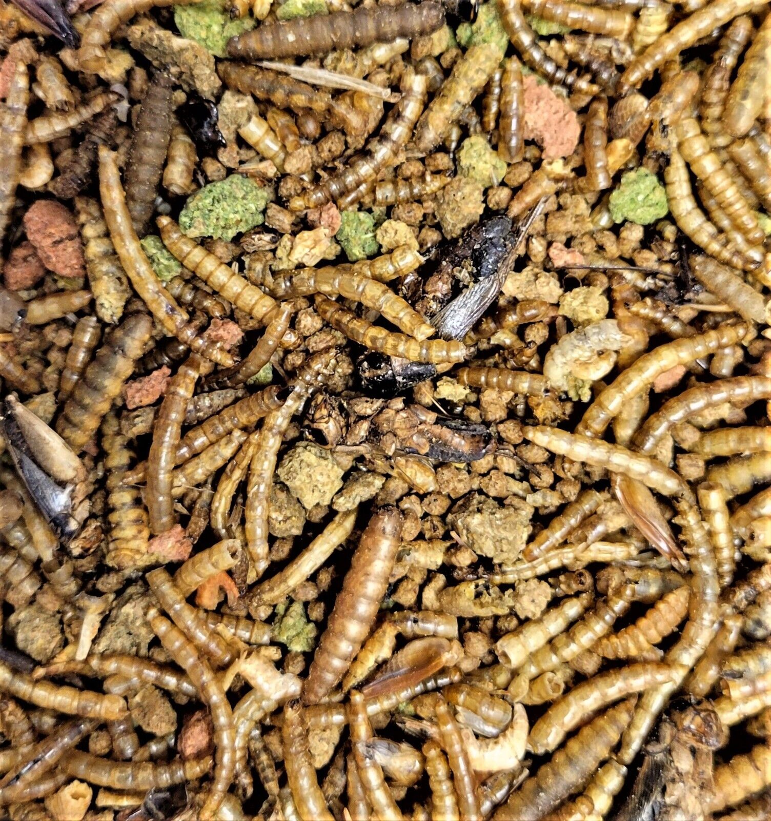 Sugar Glider and Brazilian Short Tailed Opossum Insectivore Diet ...